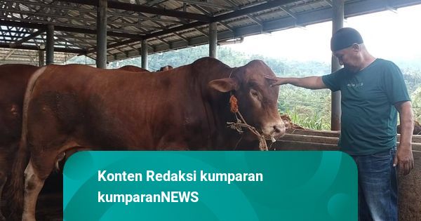Ini Sapi Pesanan Jokowi untuk Idul Adha, Simental dan Limosin Berbobot 1 Ton | kumparan.com